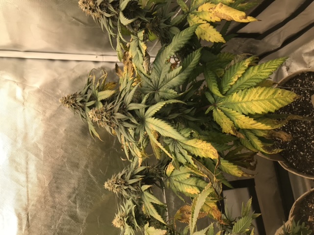 Buy Bubba Kush Regular - Humboldt Seeds Buy Bubba Kush Regular - Humboldt Seeds