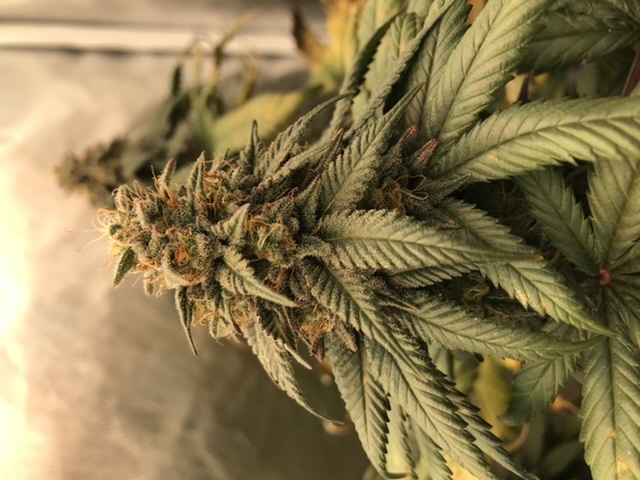 Buy Bubba Kush Regular - Humboldt Seeds Buy Bubba Kush Regular - Humboldt Seeds