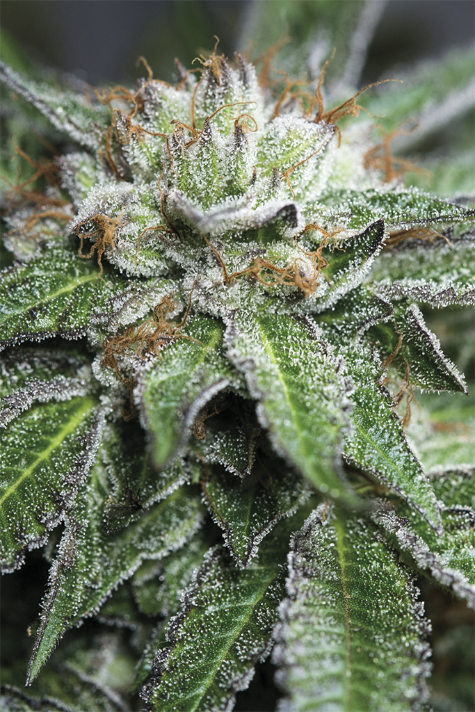 Buy Bubba Kush Regular - Humboldt Seeds Buy Bubba Kush Regular - Humboldt Seeds