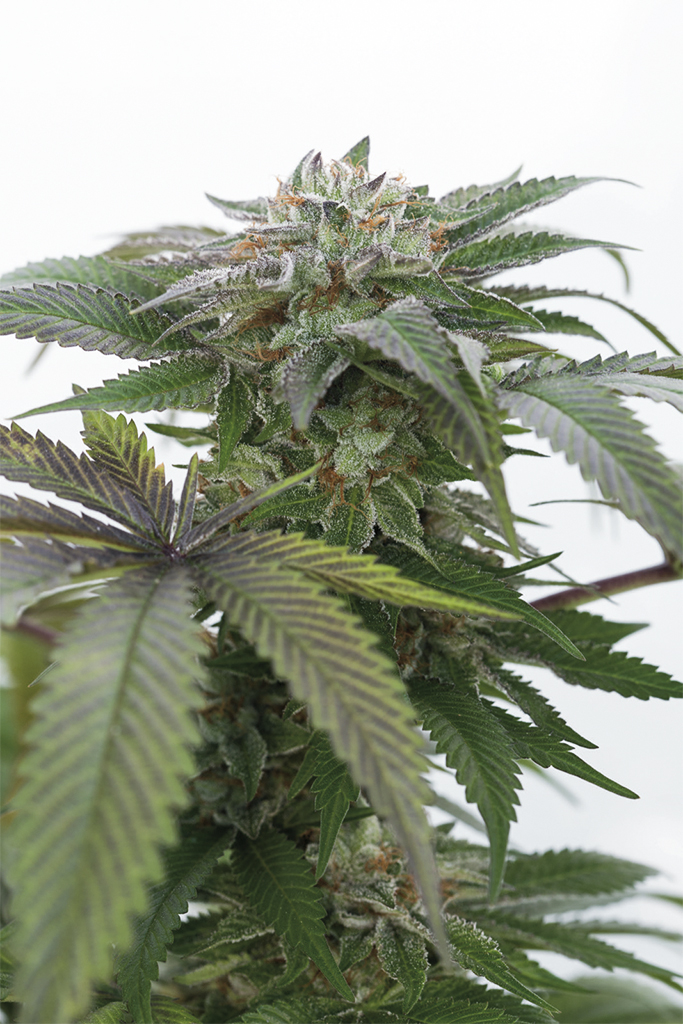 Buy Bubba Kush 2.0 - Humboldt Seeds Buy Bubba Kush 2.0 - Humboldt Seeds