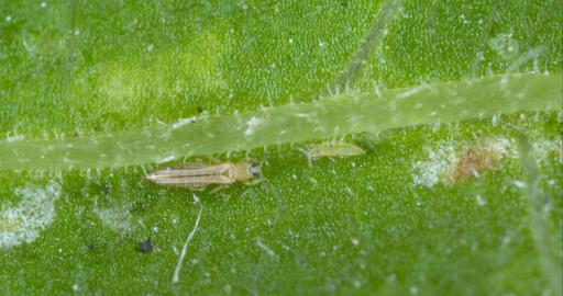 How to fight thrips on marijuana plants - Humboldt Seeds