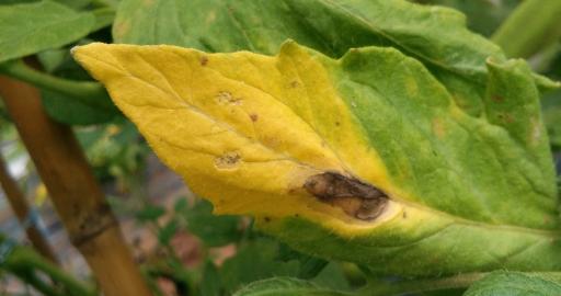 Alternaria: how to detect and prevent one of the most common fungi ... Alternaria: how to detect and prevent one of the most common fungi ...