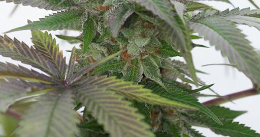 Buy Bubba Kush 2.0 - Humboldt Seeds UK Buy Bubba Kush 2.0 - Humboldt Seeds UK