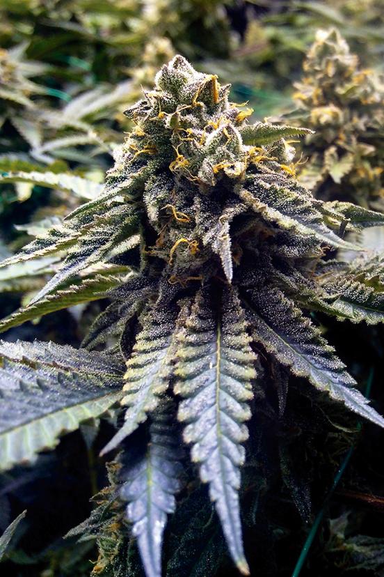 The 10 best strains for extraction and hash making - Humboldt Seeds