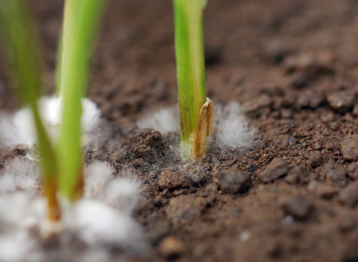 Hongos en la marihuana: así actúa el temido ‘Fusarium’ y así puedes ... Hongos en la marihuana: así actúa el temido ‘Fusarium’ y así puedes ...