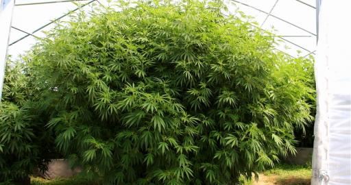 How to grow XXL cannabis plants - Humboldt Seeds