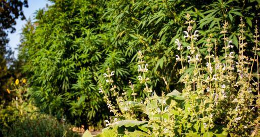 What Is The Best Strain To Grow Outdoors? - Humboldt Seeds