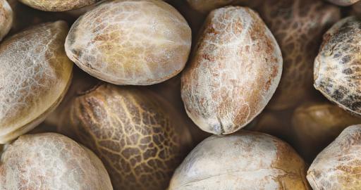 Breeding For Success - How To Make F1 Seeds With Regular Seeds ...