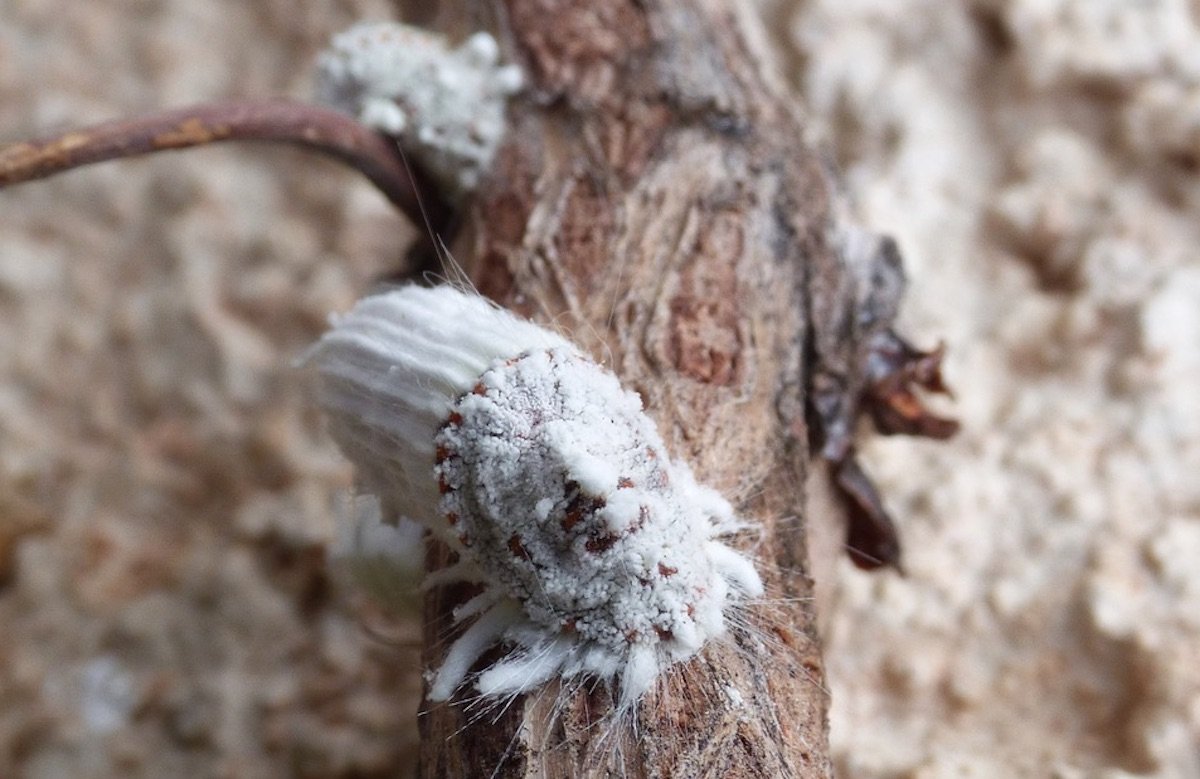 Cochineal: how to detect and fight one of the much-feared pests ...