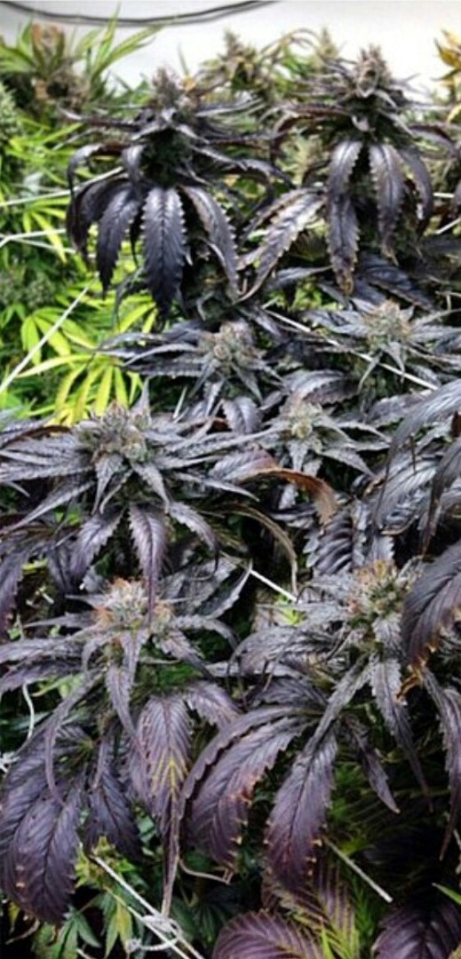 Bubba Kush 2.0 - Humboldt Seeds UK Bubba Kush 2.0 - Humboldt Seeds UK
