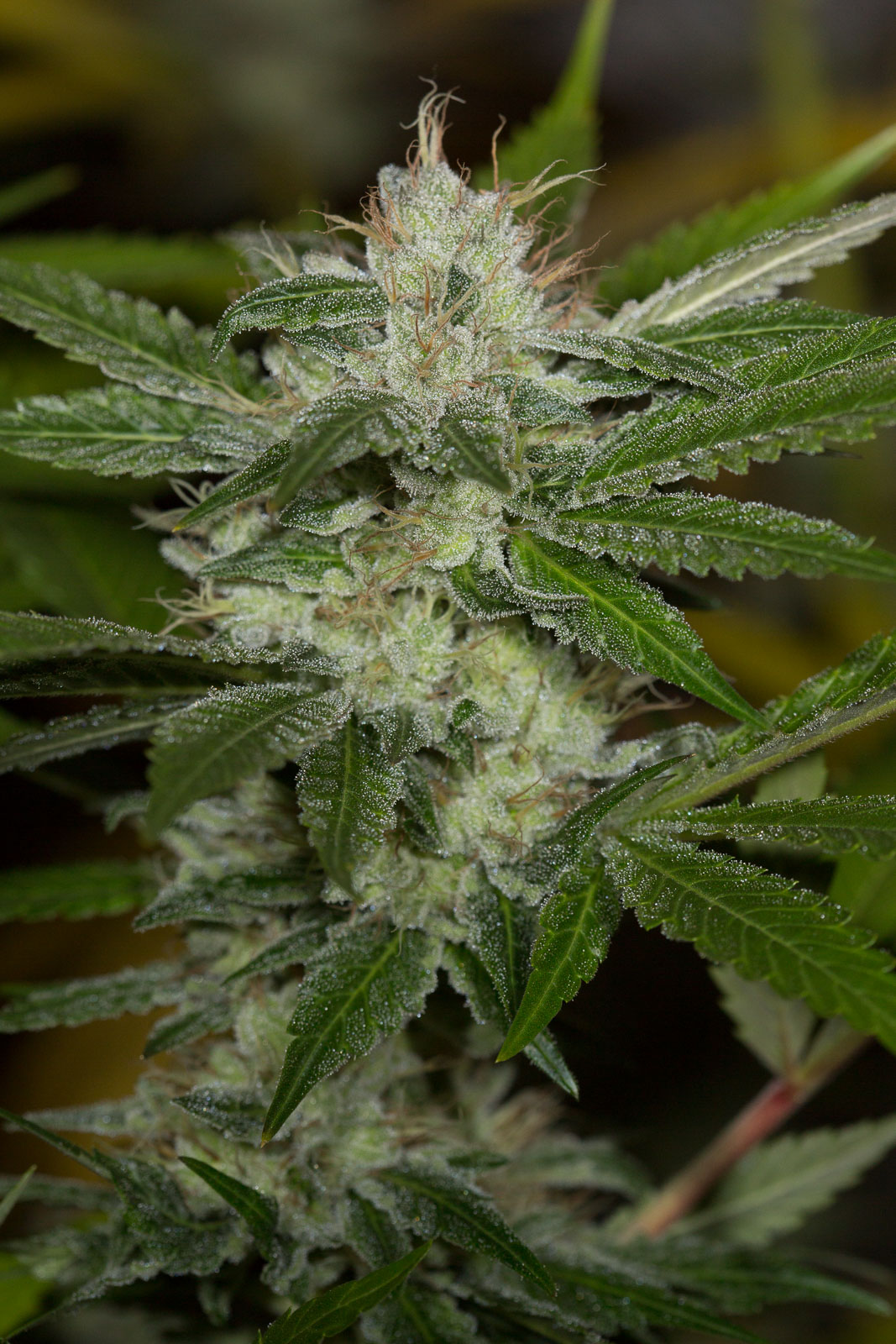 Chemdawg: our unique american Chemdawg - Humboldt Seeds UK Chemdawg: our unique american Chemdawg - Humboldt Seeds UK