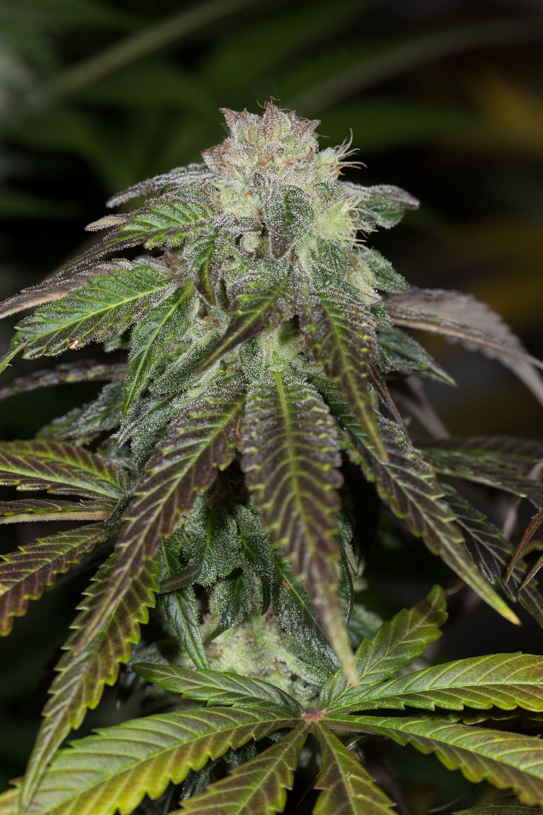 Buy OG Kush regular seeds - Humboldt Seeds UK Buy OG Kush regular seeds - Humboldt Seeds UK