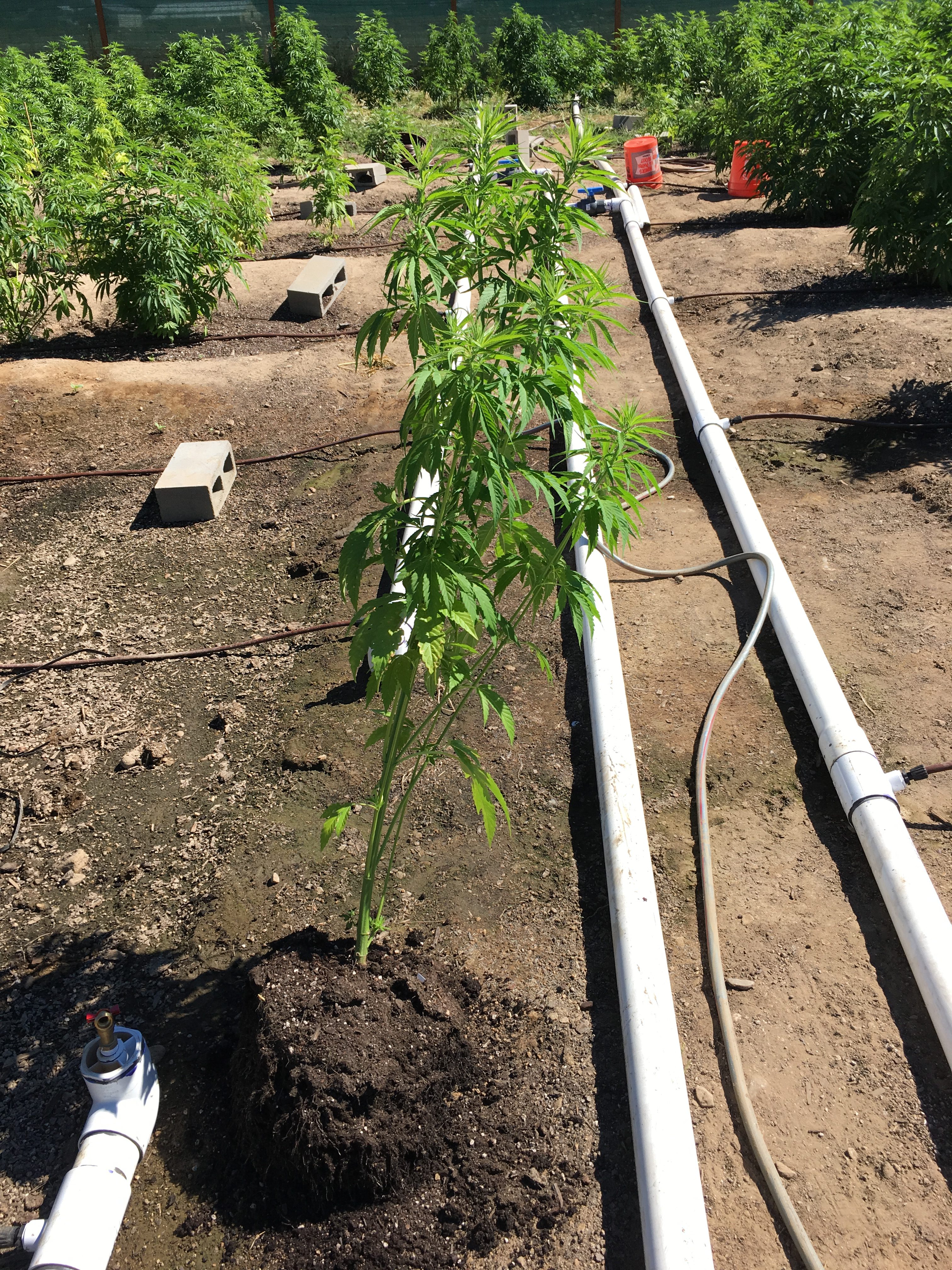 HSO presents Southern Oregon Cannabis Company - Humboldt Seeds UK