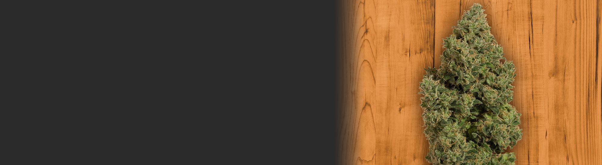 Cannabis Seed Bank - Humboldt Seeds UK