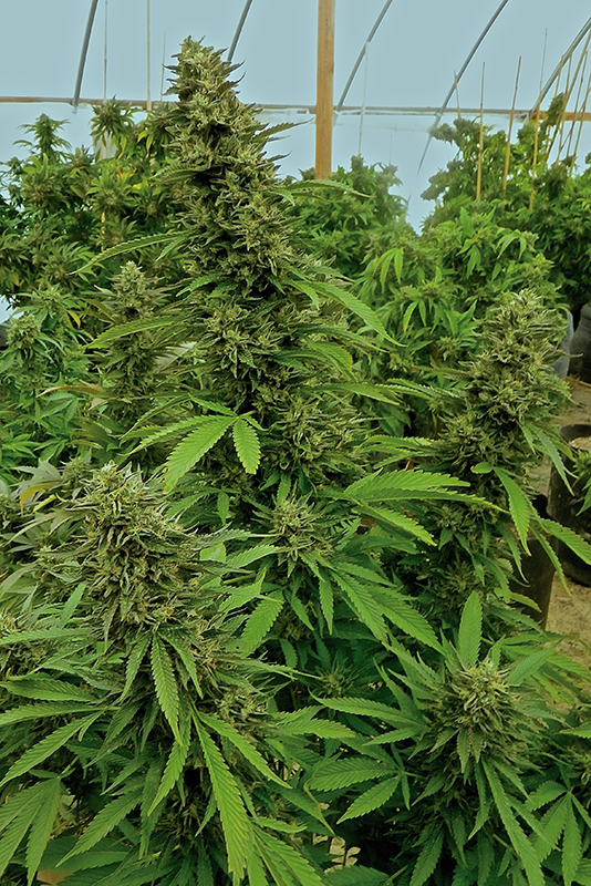 Buy Chemdawg regular seeds - Humboldt Seeds UK Buy Chemdawg regular seeds - Humboldt Seeds UK