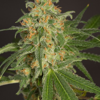 Green Crack: one of California’s most demanded strains - Humboldt Seeds UK