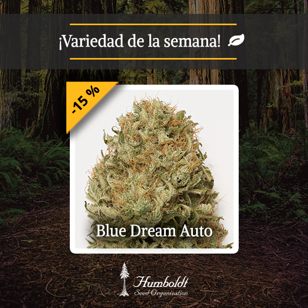 Variedad de la semana: llévate nuestra Blue Dream Auto con un 15% de ...