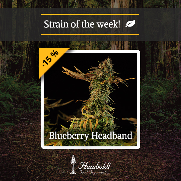 Strain of the week: enjoy our Blueberry Headband with 15 % off ...