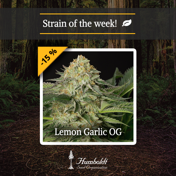 Strain of the week: enjoy our Lemon Garlic OG with 15% off - Humboldt ...