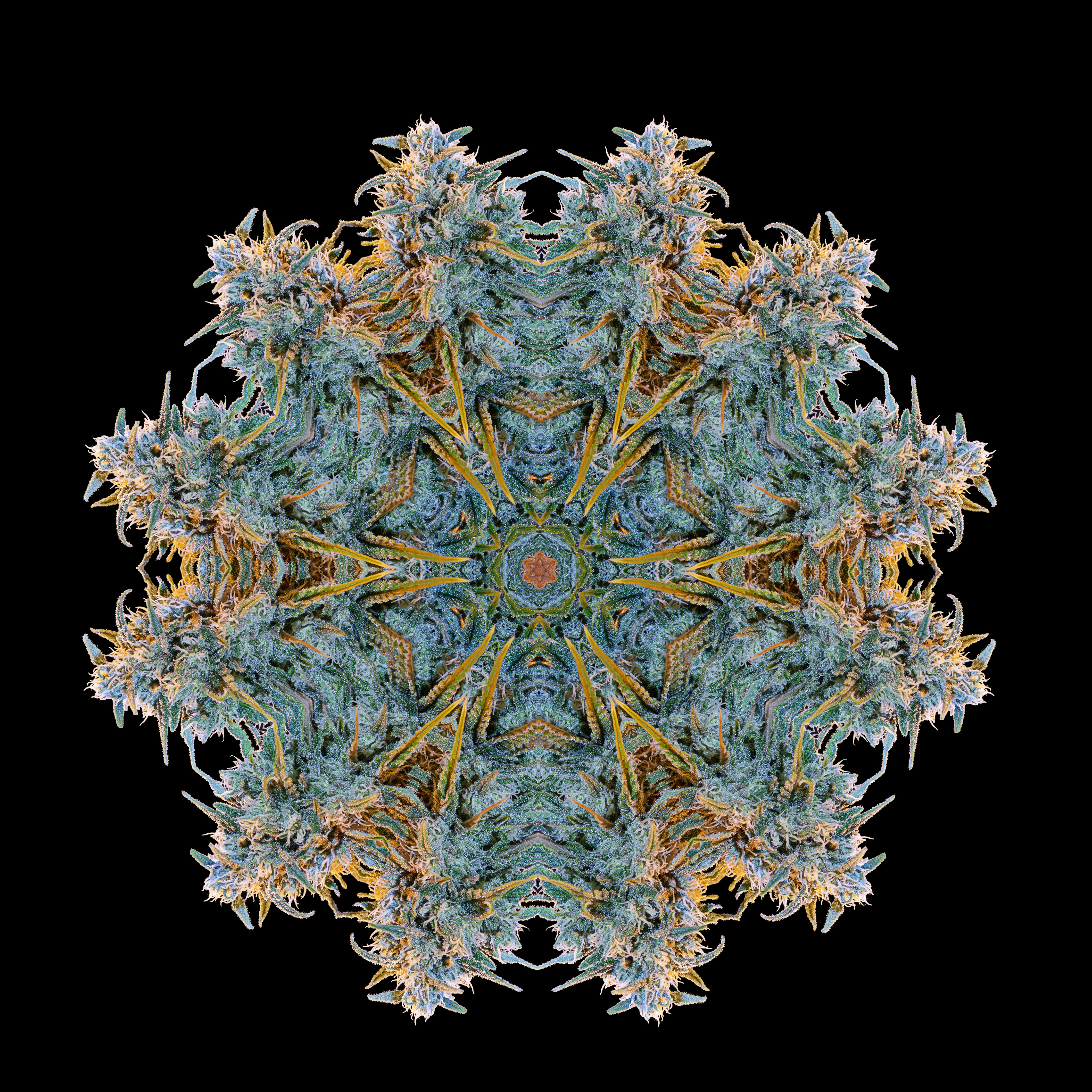 Humboldt Seeds photo gallery - Humboldt Seeds Fractals