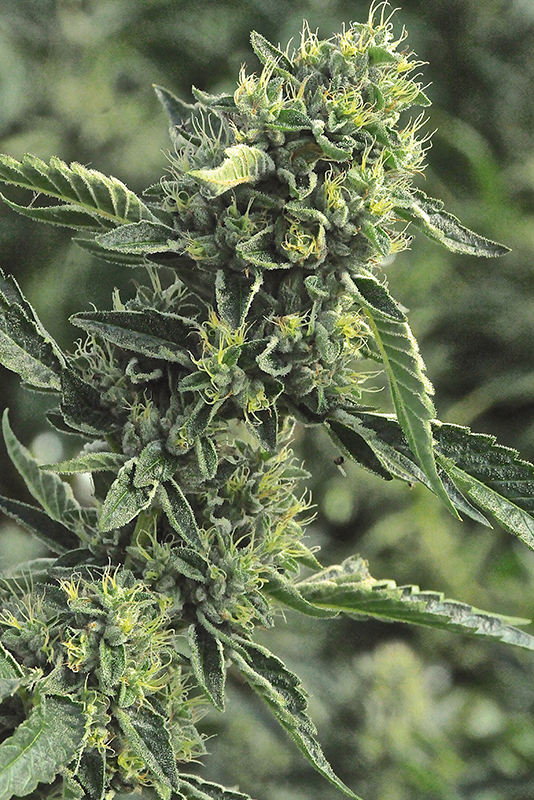 Buy OG Kush regular seeds - Humboldt Seeds UK Buy OG Kush regular seeds - Humboldt Seeds UK
