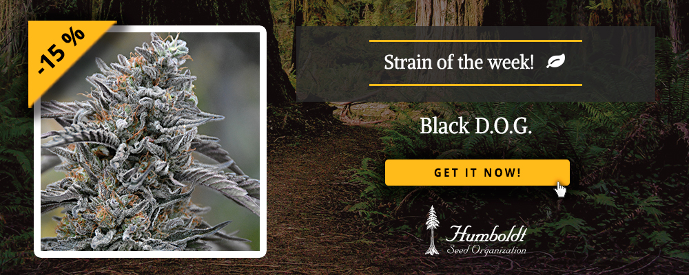 Strain of the Week: Get Our Black D.O.G. with 15 % off - Humboldt Seeds